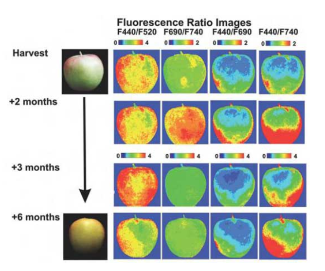 Unlocking the New Code of Food Safety: The Magical Potential of ...