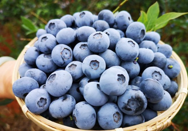 Study on characteristic wavelength selection method of blueberry internal quality detection ...