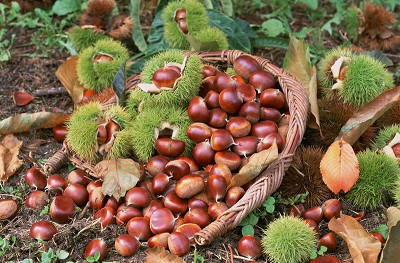 Identification of split mouth chestnut by hyperspectral image technique