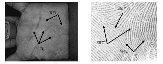 Recognition And Application Of Palmprint Fusion In Hyperspectral Images